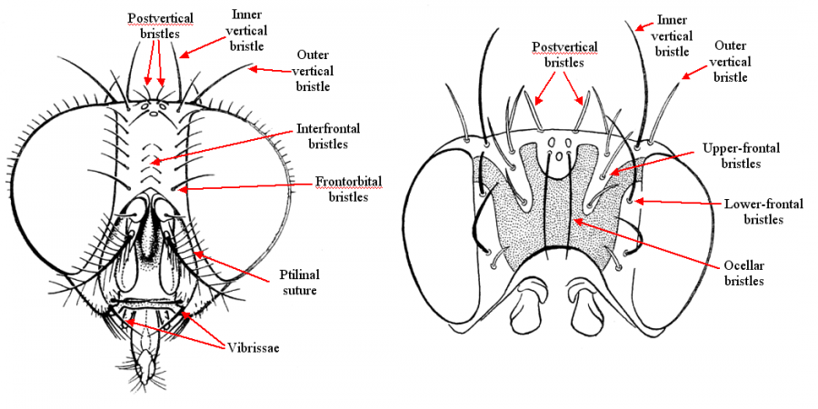 fly-parts-morphology-diagrams-dipterists-forum